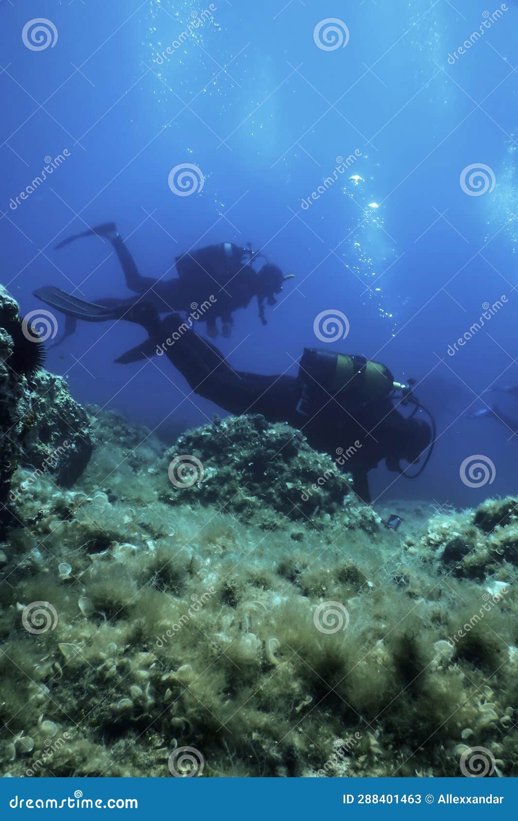 Group of Divers at the Bottom of the Sea Stock Image - Image of ...