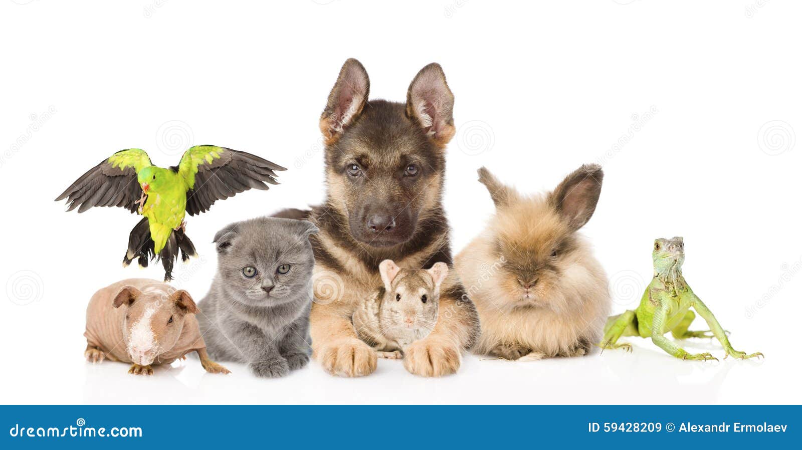 Group of Diverse Animals. Isolated on White Background Stock Image ...