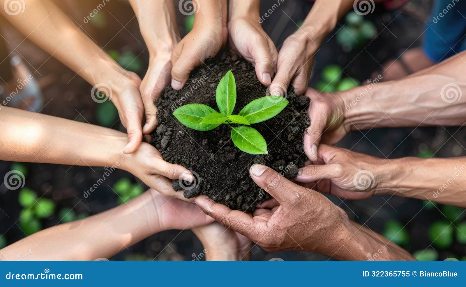 A Group of Diverse Hands Holding a Plant Growing Out of Soil AIG535 ...