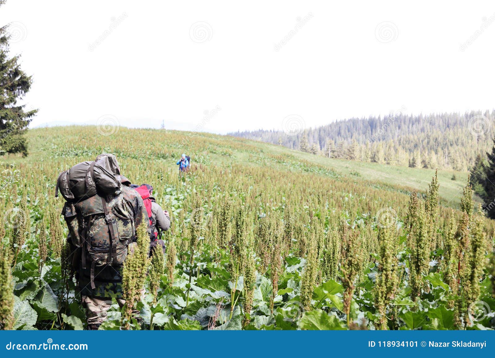 Three Men Hike in Forest with Backpack for Trekking Stock Image - Image ...