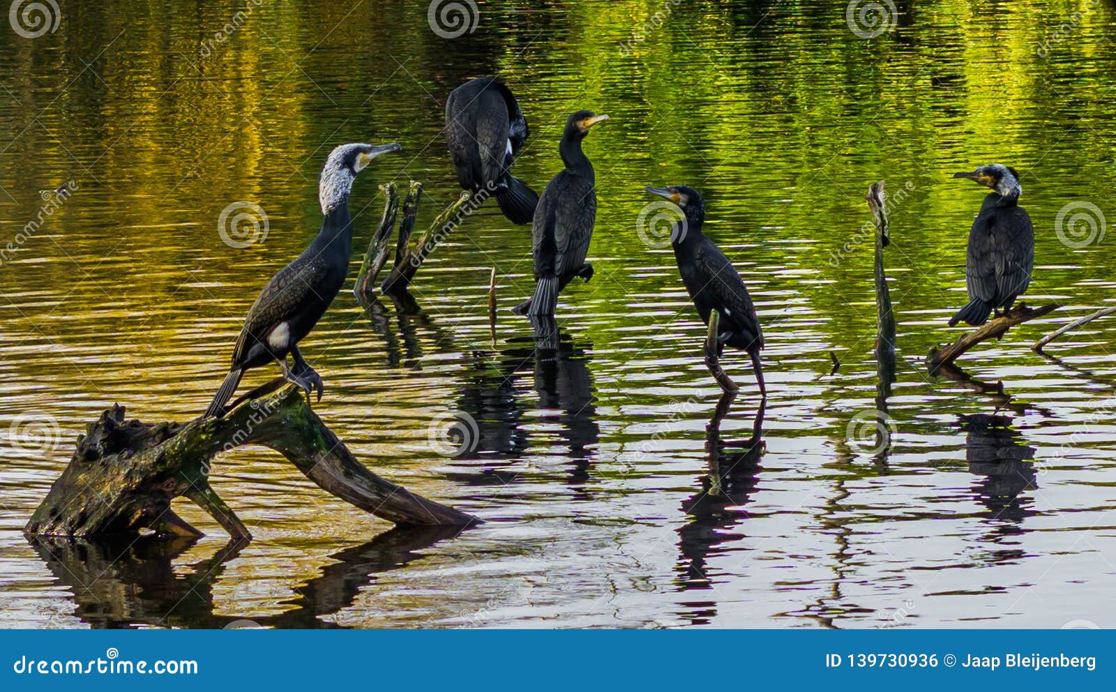Group of Diverse Shags Sitting on Tree Branches Above the Water Stock ...
