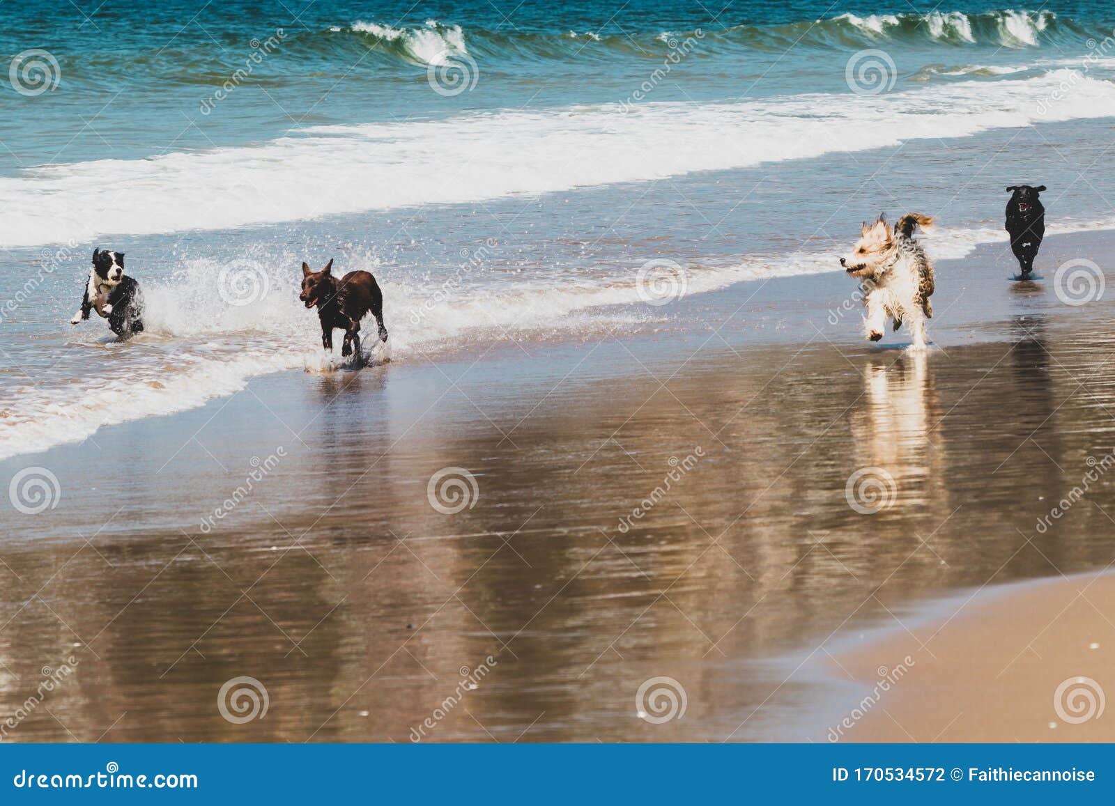 Group of 4 Dog of Different Breed Playing Together and Running Happily ...
