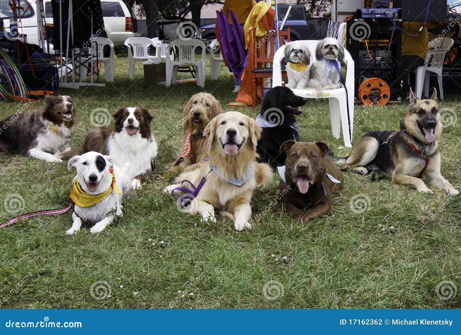 Group of Dogs stock photo. Image of animal, shepard, mammal - 17162362