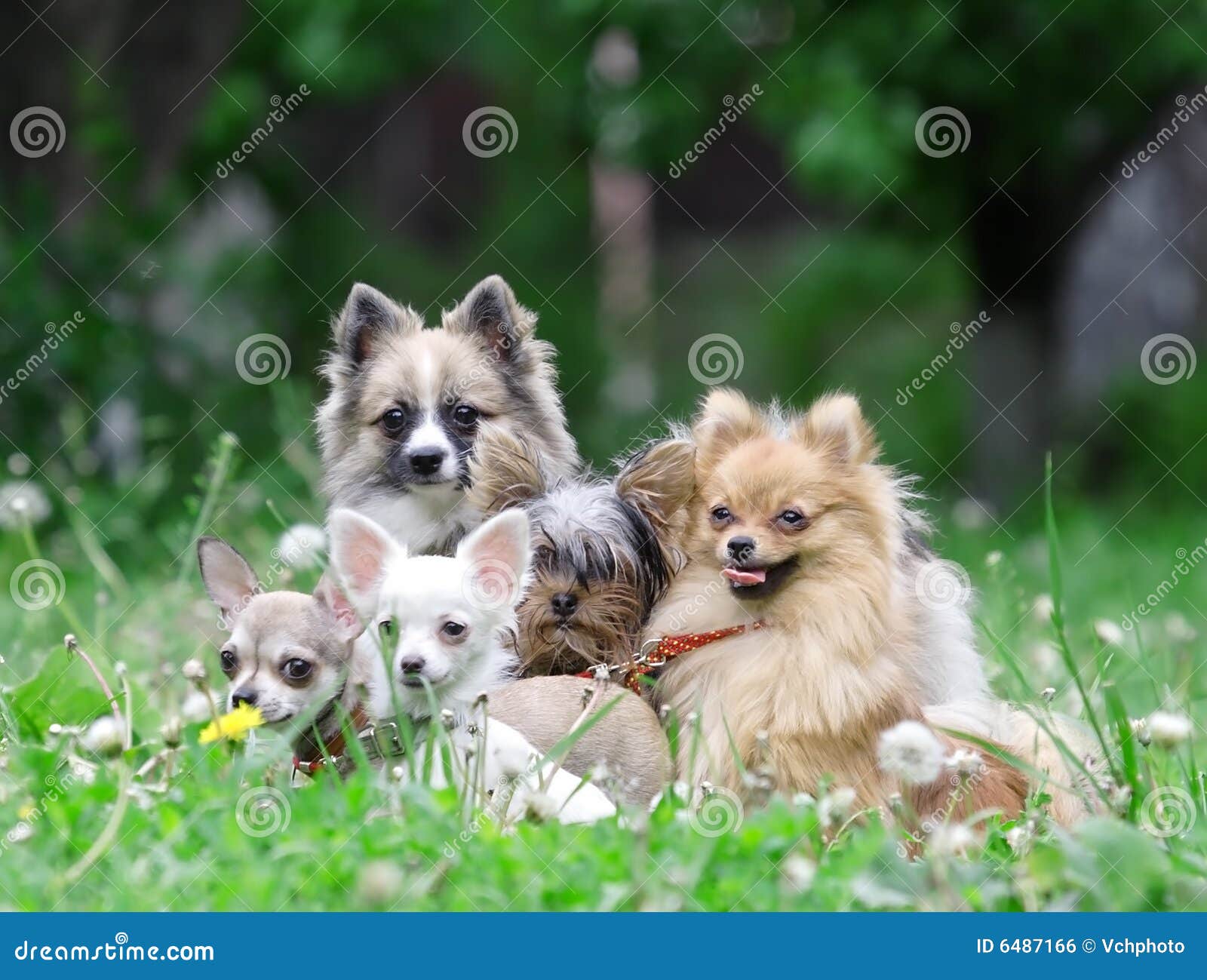 Group of dogs. stock photo. Image of fauna, beautiful - 6487166