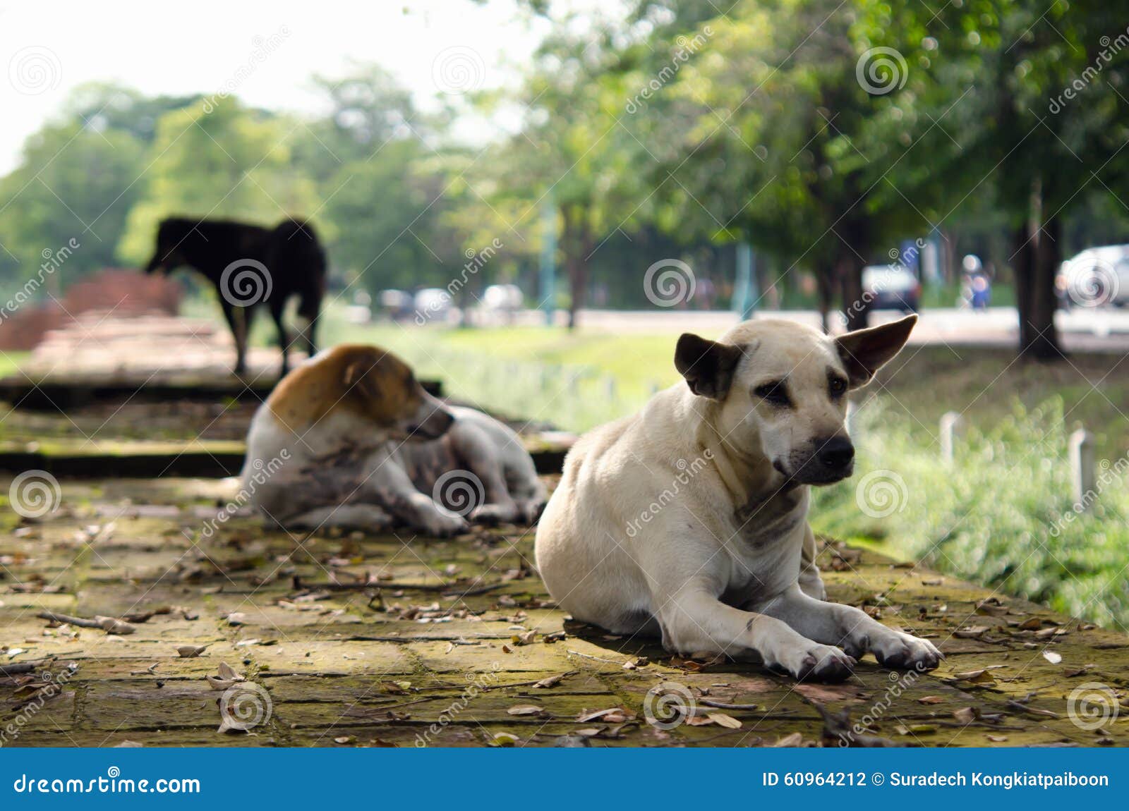 Group of Dogs on the Brick Wall Stock Photo - Image of asia, oriental ...