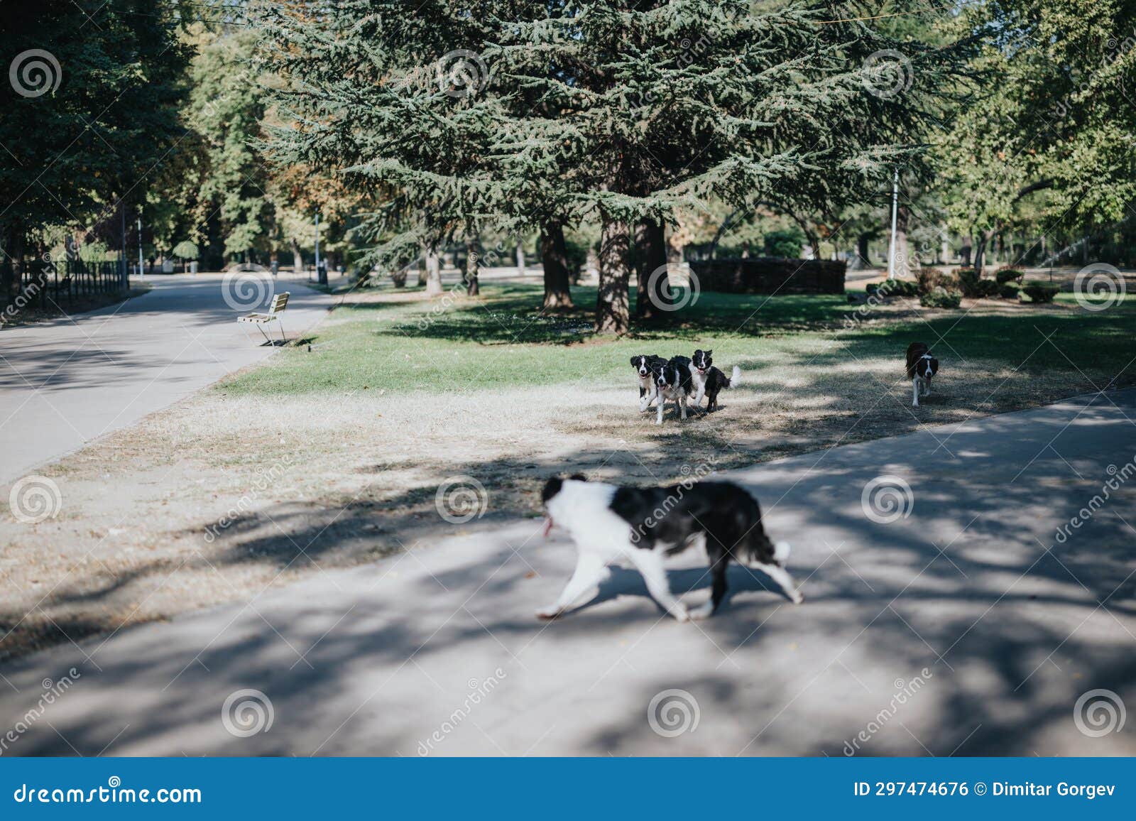 A Group of Dogs Having Fun in the Park Together. Stock Photo - Image of ...