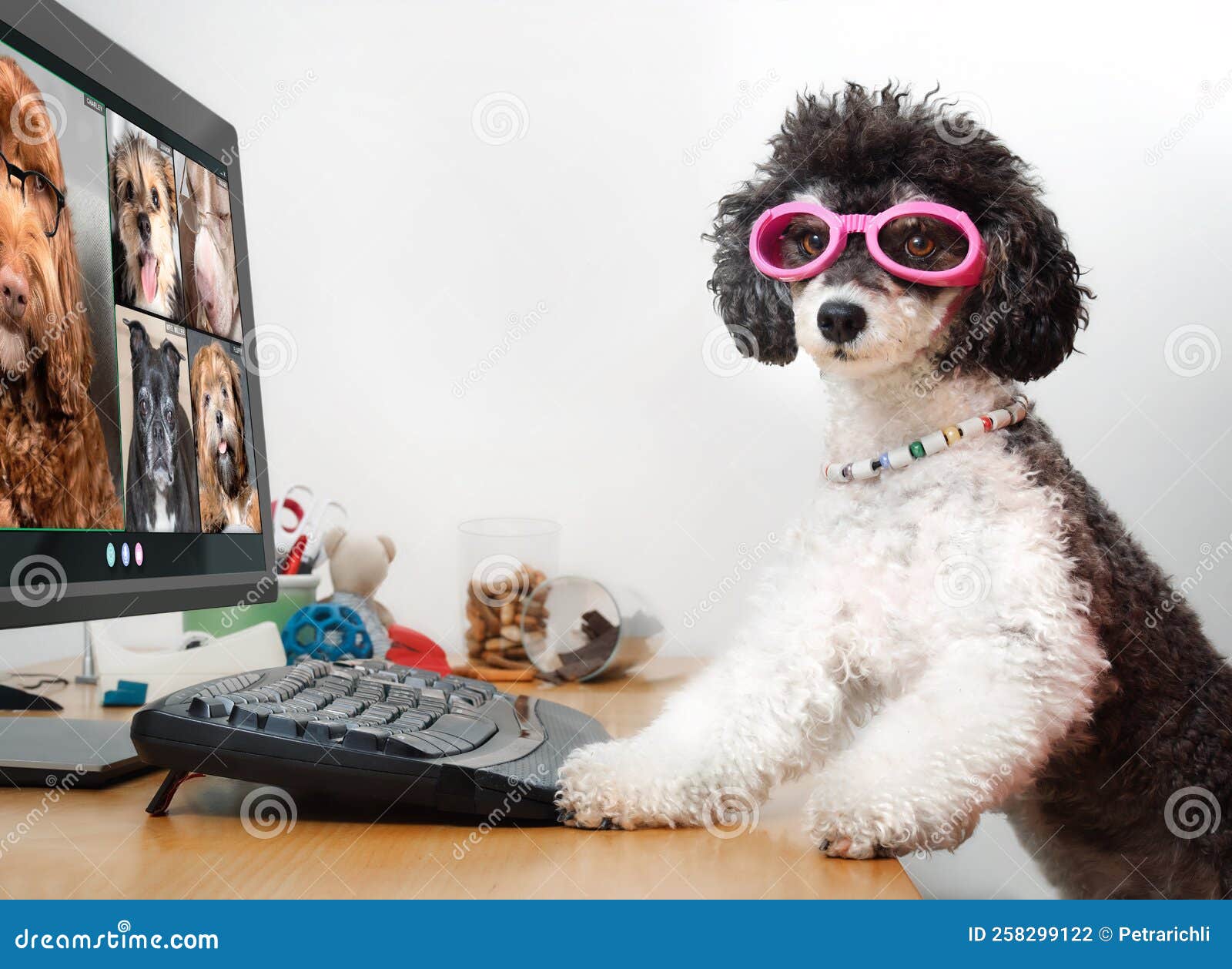 Dog Talking To Dogs in Video Conference. Stock Photo - Image of home ...