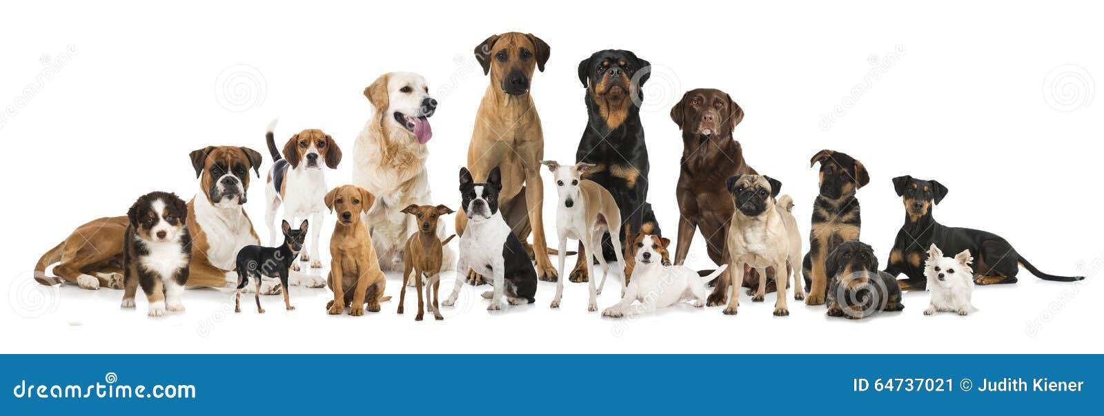 Group of dogs stock image. Image of australian, retriever - 64737021