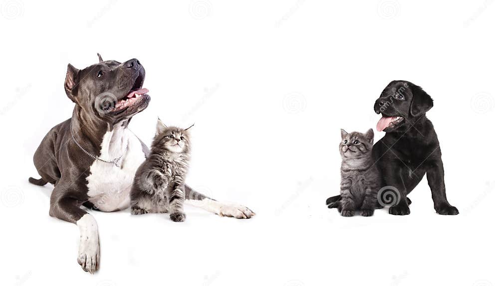 Group of dogs and kitens stock photo. Image of feline - 74048680
