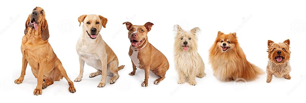 Group of Dogs from Large To Small Stock Image - Image of canine ...