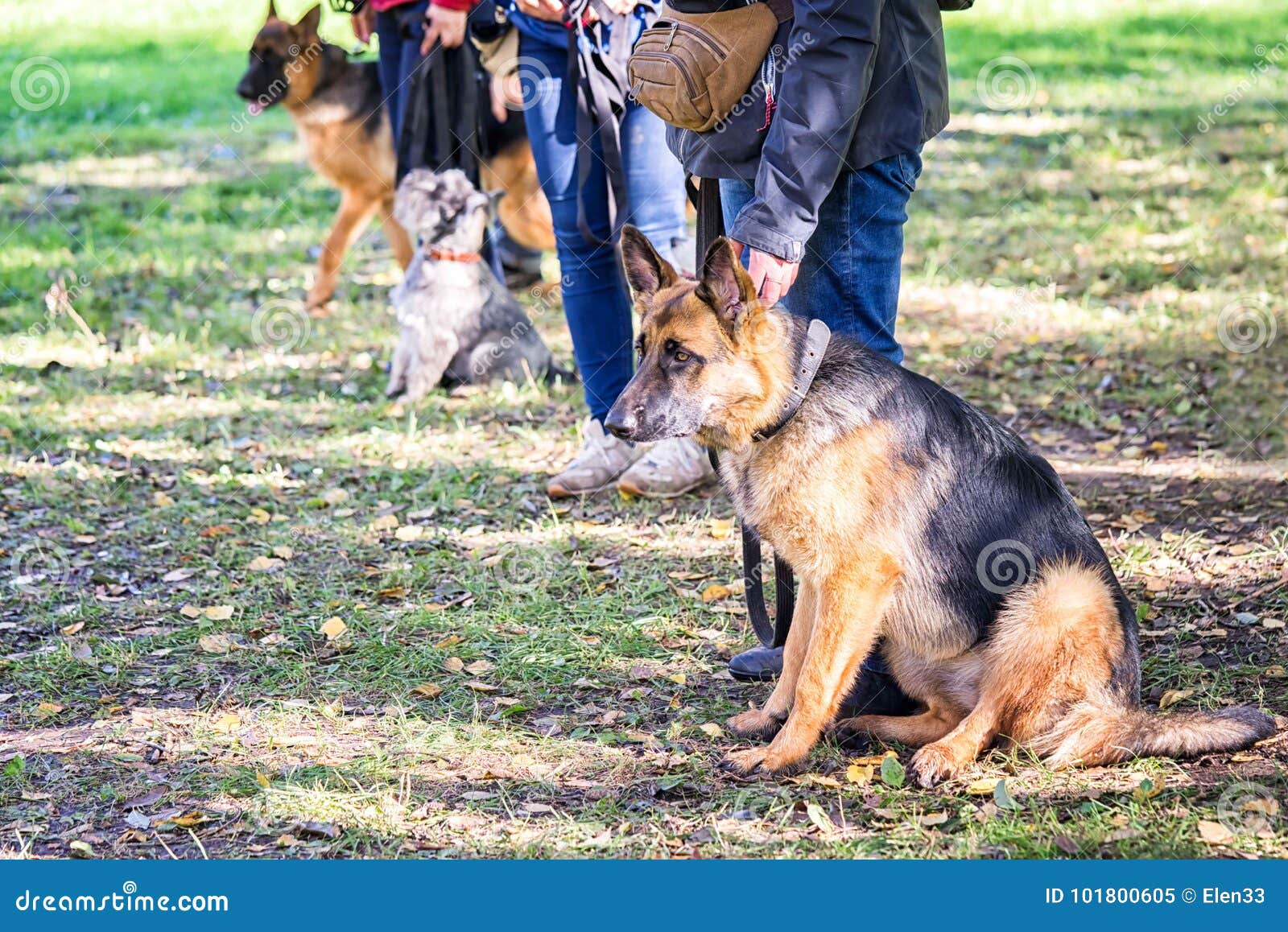 Dogs stock image. Image of domestic, obedience, learning - 101800605