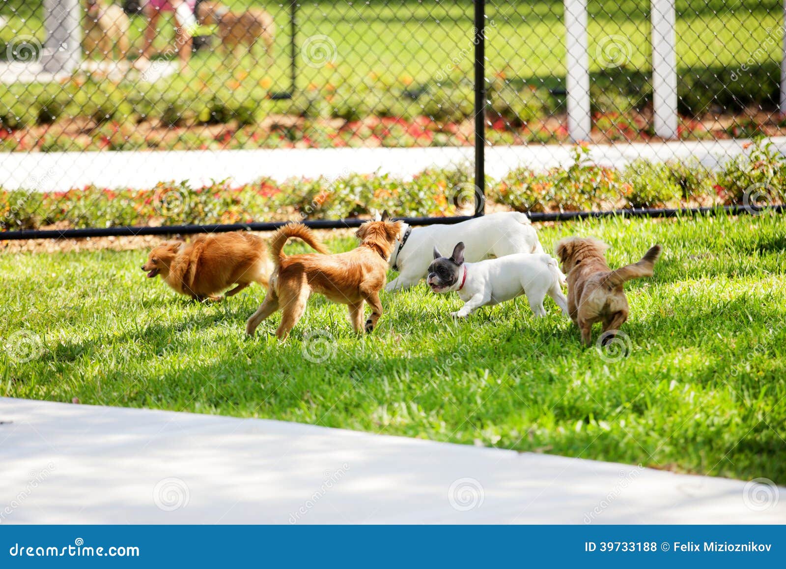 Group of dogs in the park stock photo. Image of playful - 39733188