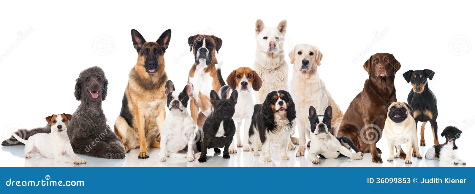 Group of dogs stock image. Image of animals, pinscher - 36099853