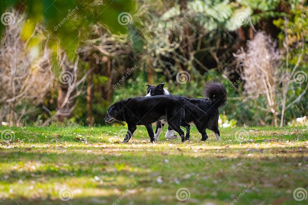Group of Dogs Playing Around in the Park Stock Photo - Image of collie ...