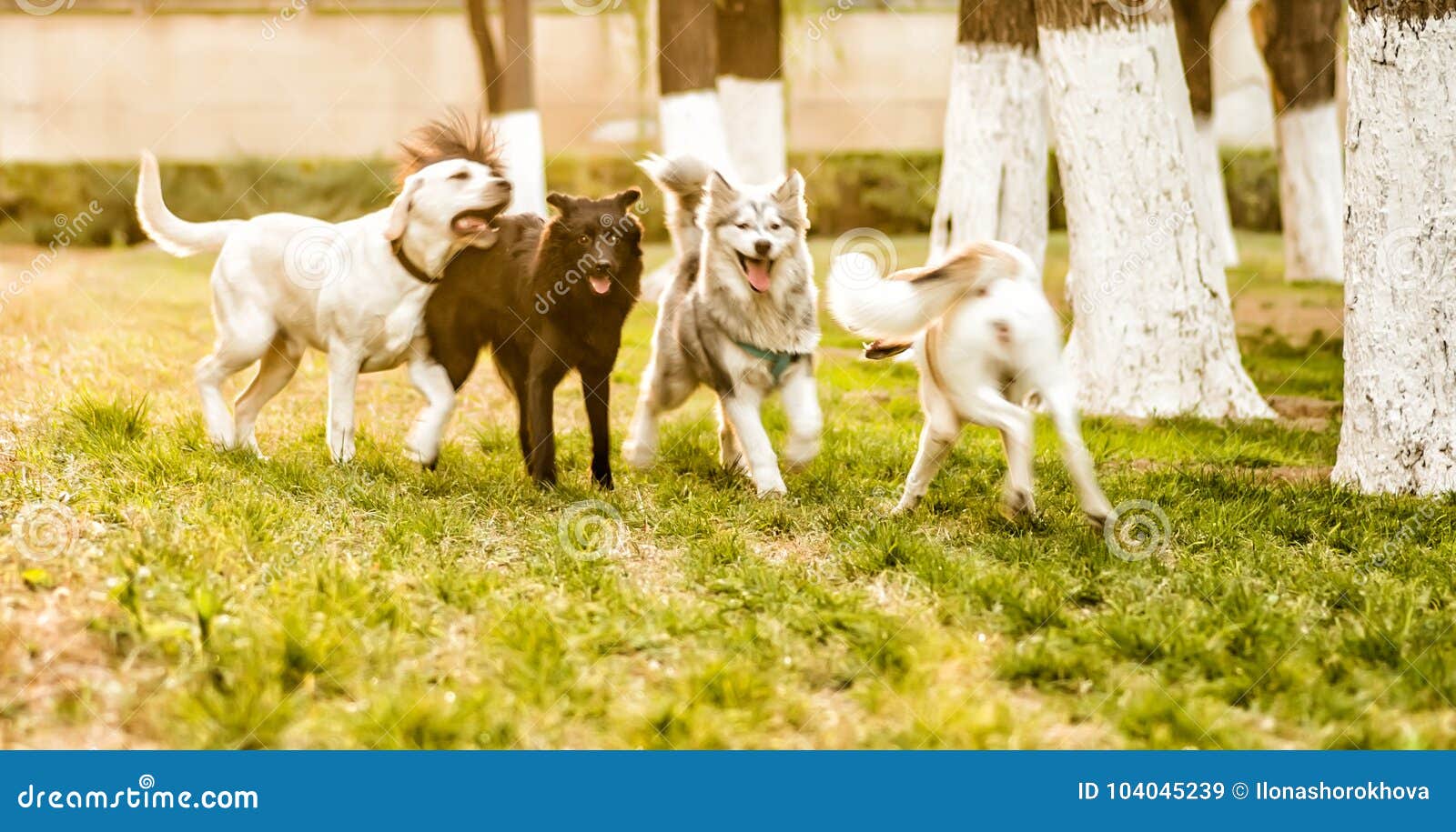 Group of Dogs Playing Outside in the Park Stock Image - Image of animal ...