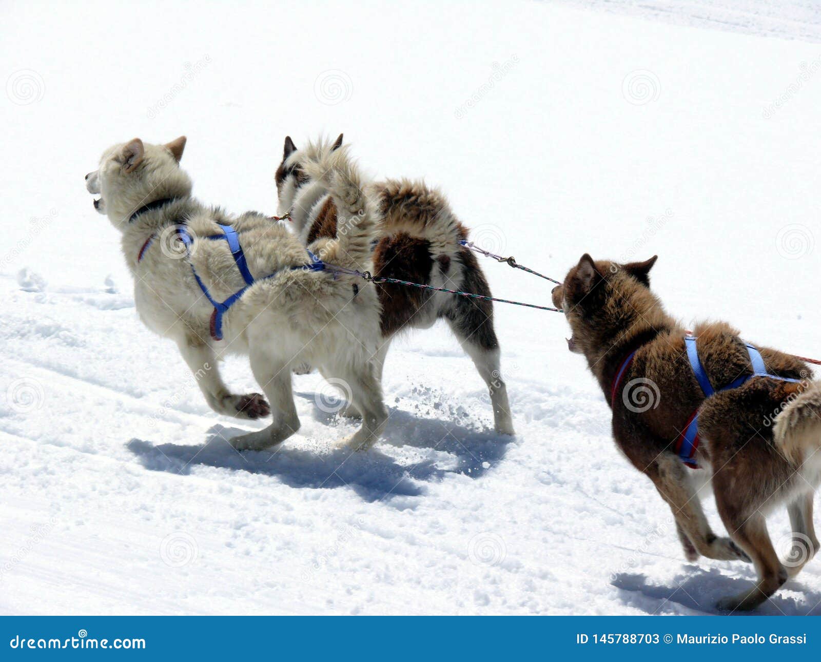 Sled dogs in the snow stock image. Image of snowy, animals - 145788703