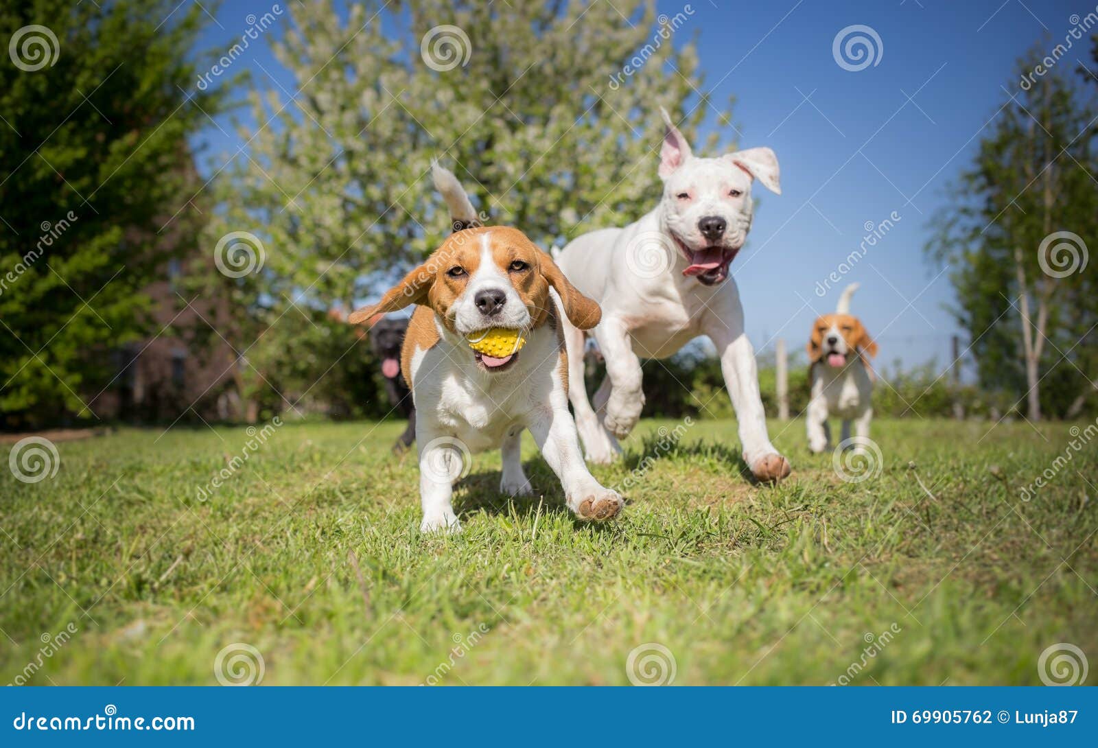 Group of dogs running stock photo. Image of competition - 69905762