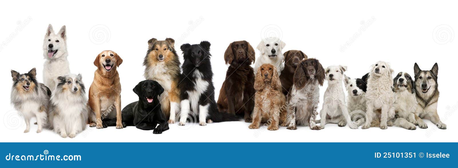 Group of dogs sitting stock image. Image of composite - 25101351
