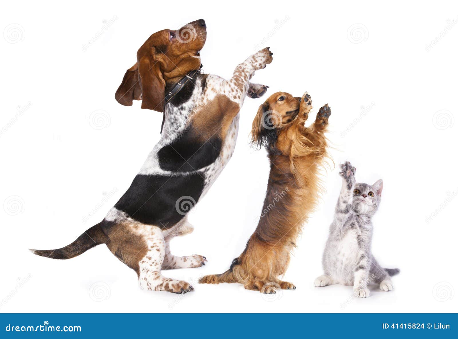Group of dogs stock photo. Image of group, domestic, isolated - 41415824