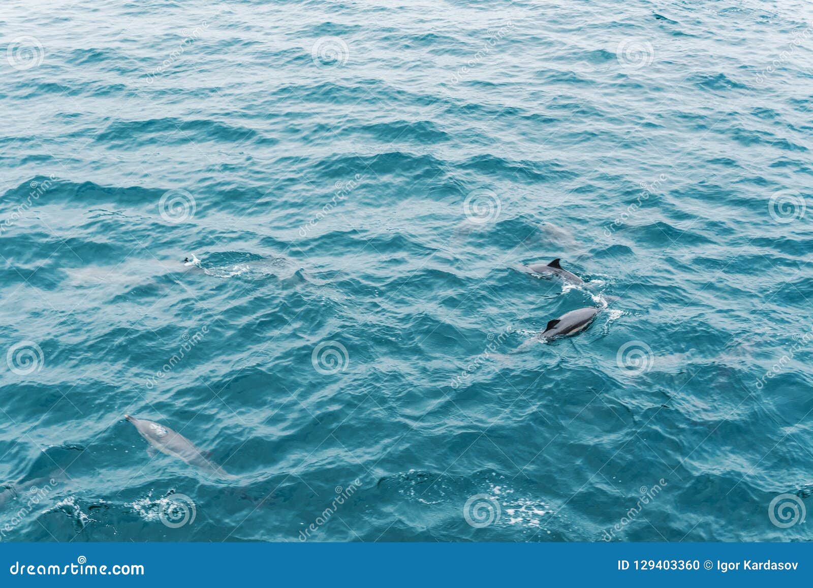 Group of Dolphins in Open Ocean. View from Boat Stock Photo - Image of ...