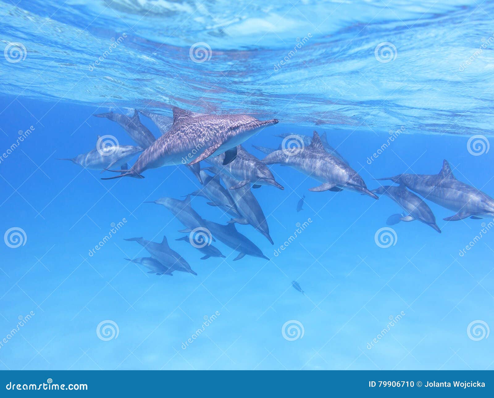 Group of Dolphins in Tropical Sea, Underwater Stock Photo - Image of ...