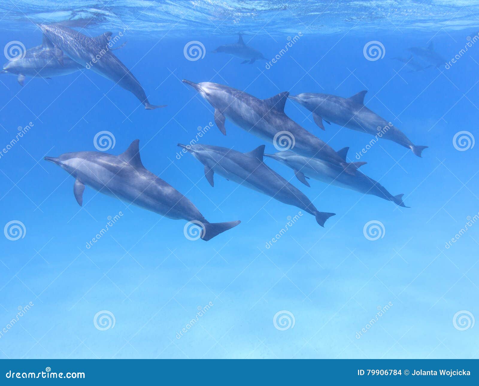 Group of Dolphins in Tropical Sea, Underwater Stock Photo - Image of ...