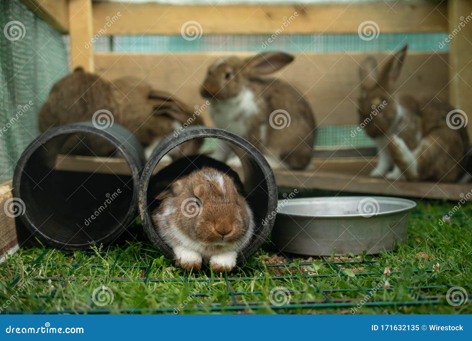 Group of Domestic Adorable Furry Rabbits in a Cage Stock Image - Image ...