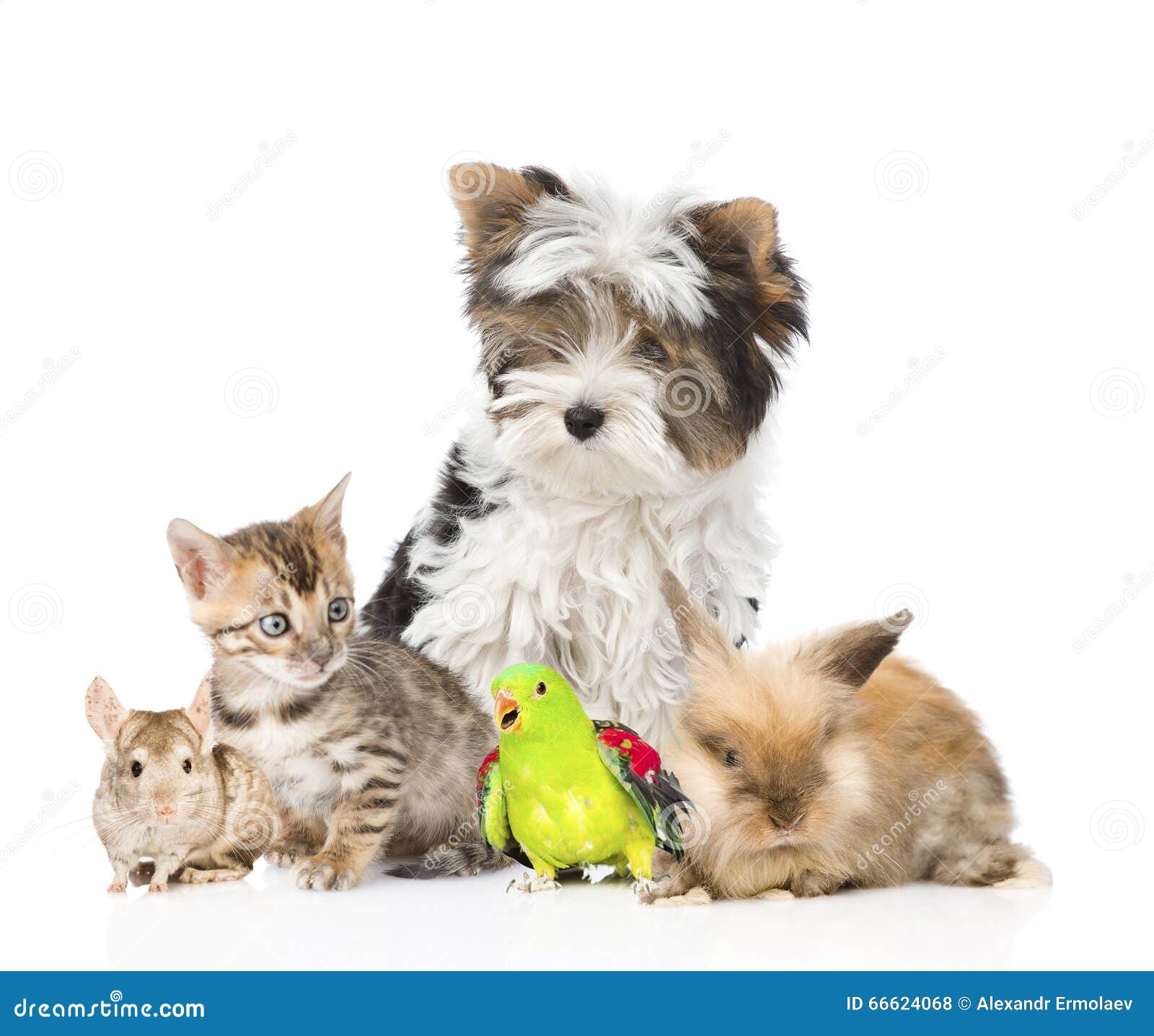 Domestic Animals Royalty-Free Stock Photography | CartoonDealer.com ...