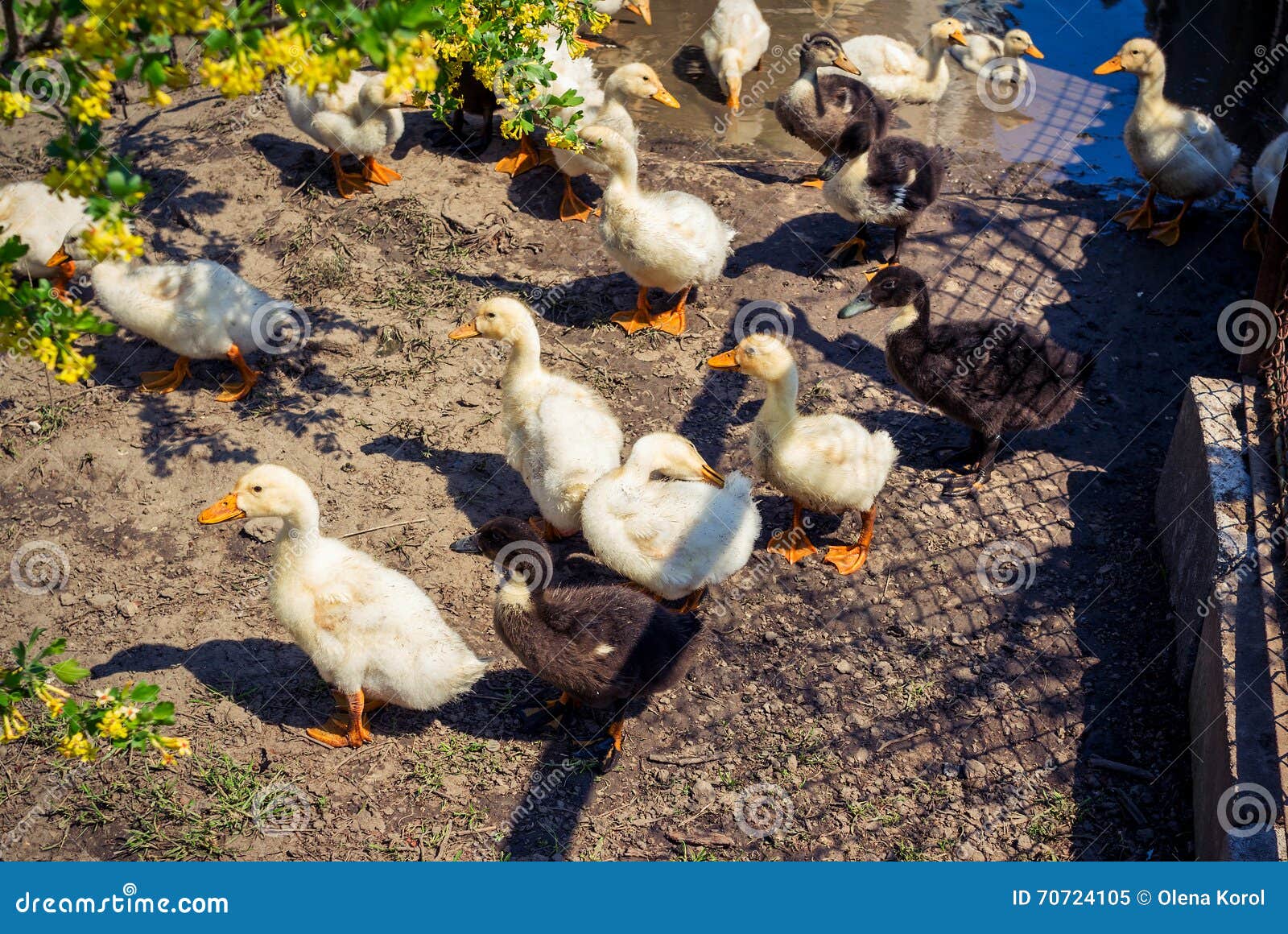 Group of Domestic Ducklings Stock Image - Image of spring, water: 70724105