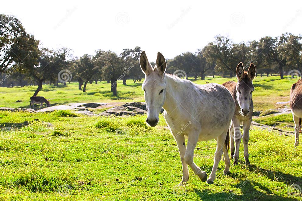 Group of Donkeys at Countryside Stock Photo - Image of biology ...