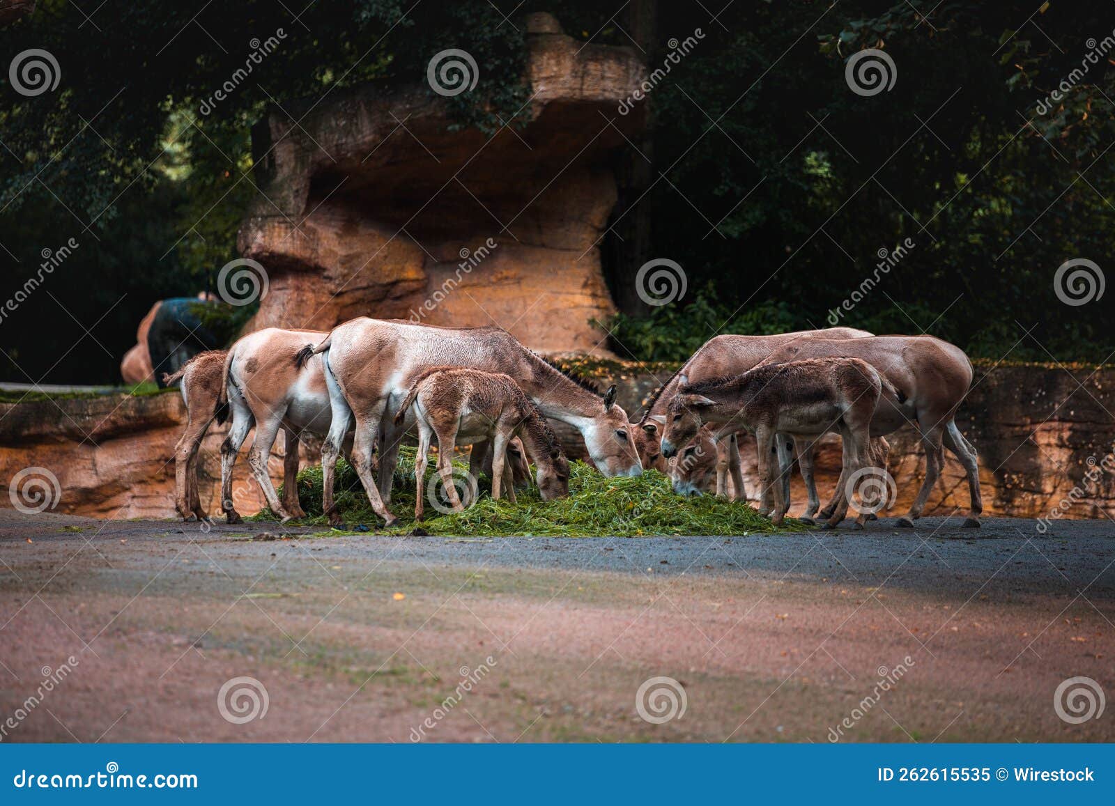 Group of Donkeys Grazing Grass in a Zoo in Daylight Stock Image - Image ...