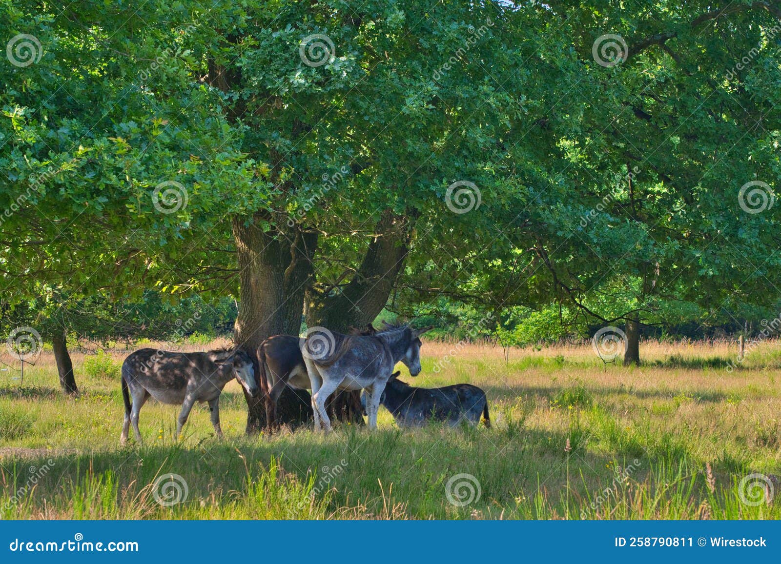 Group of Donkeys in the Shade Under a Tree Stock Image - Image of ...