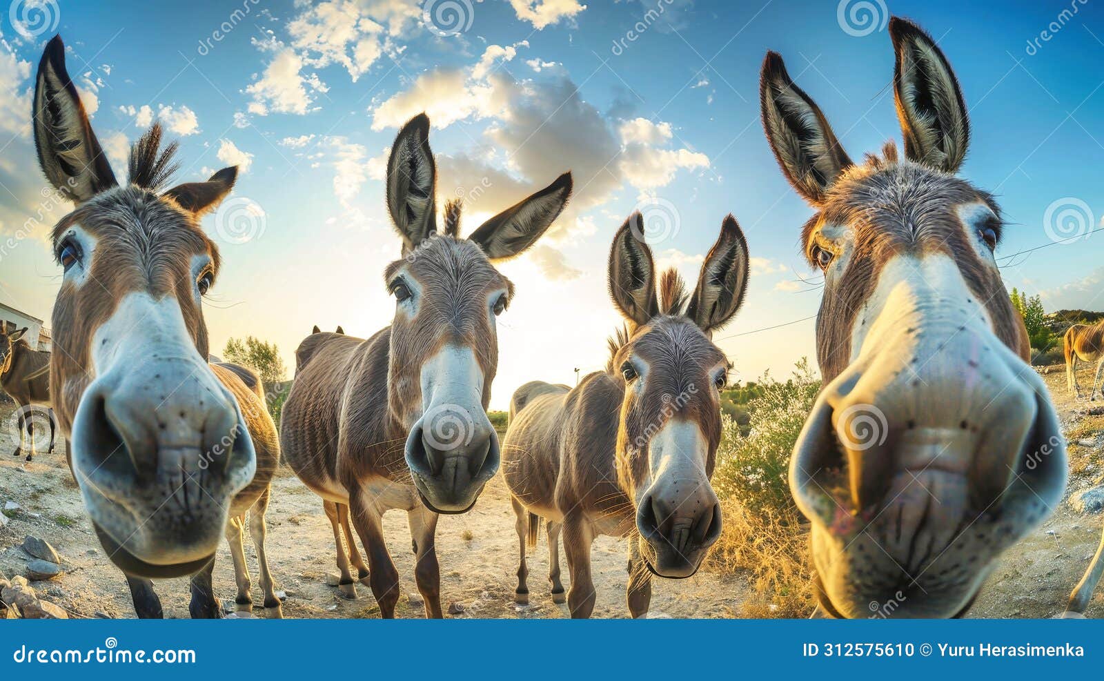 Four Donkeys In Long White Dresses Stand, Concept Of Animal Attire ...