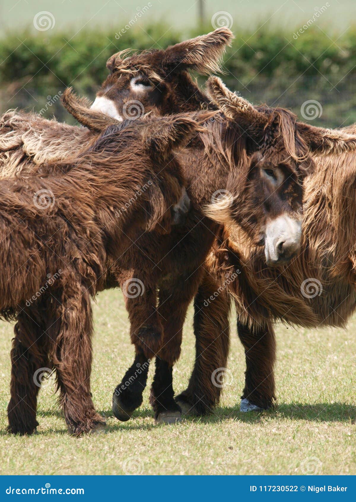 Group of Donkies stock photo. Image of mammal, animal - 117230522