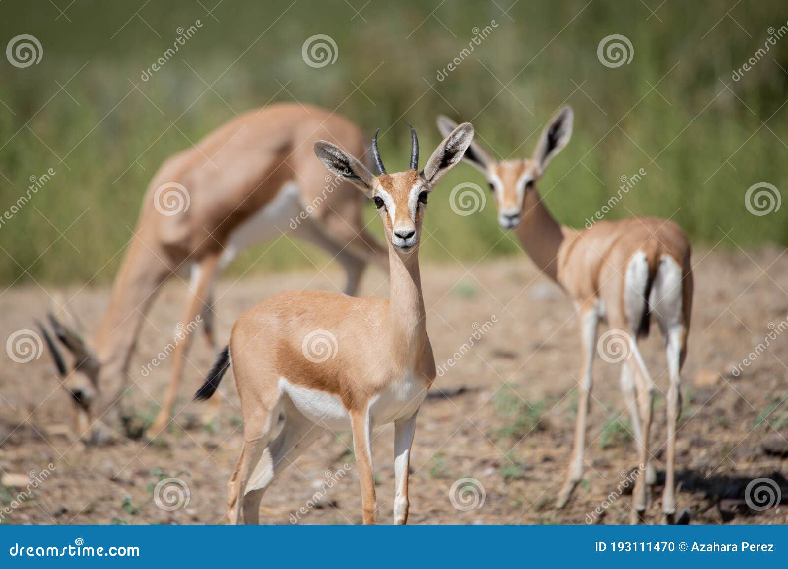 Group of Dorcas Gazelle on Alert Stock Photo - Image of face, beautiful ...