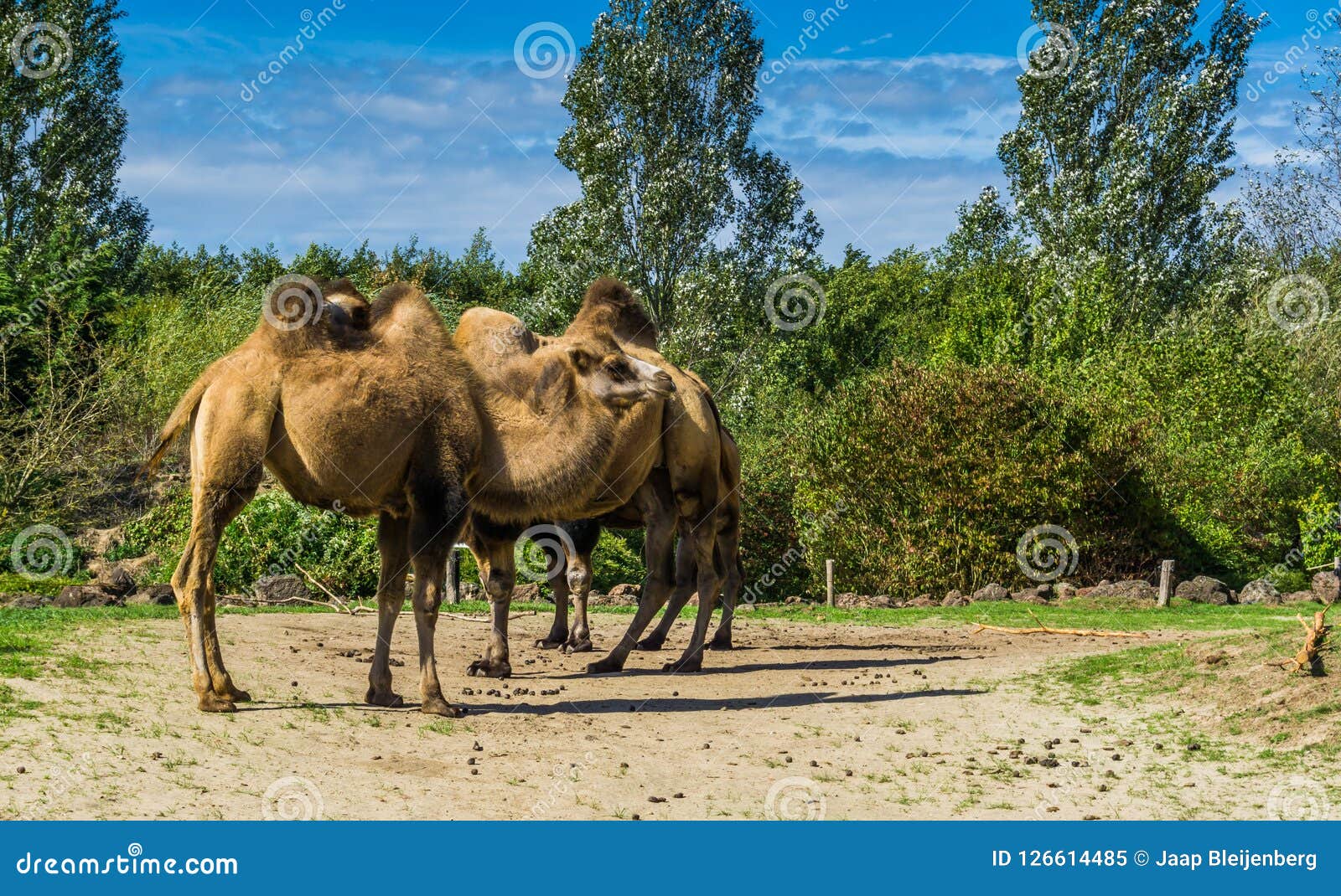 Group of Double Bumped Camels Standing Together in a Nature Landscape ...
