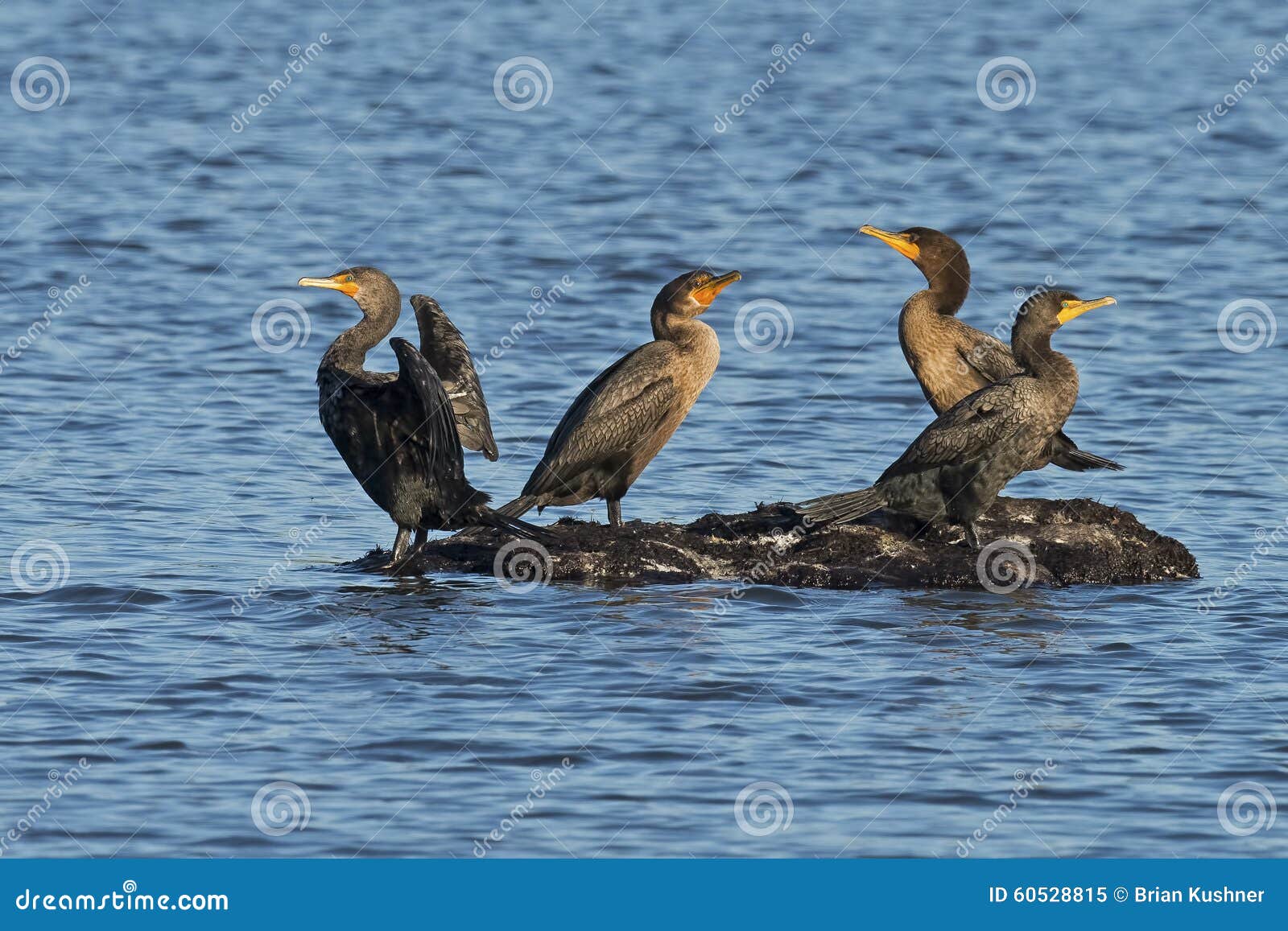 Group of Double Crested Cormorant S Stock Image - Image of ...