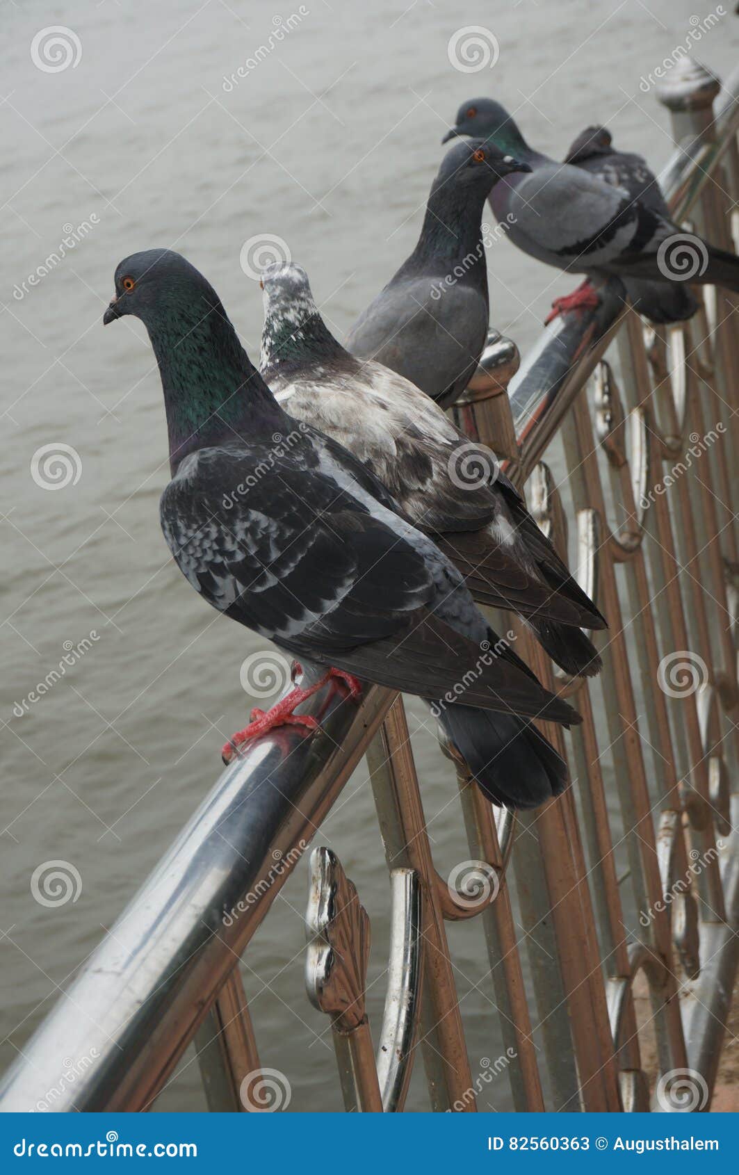 Group of Doves at the River Stock Image - Image of bridge, bird: 82560363