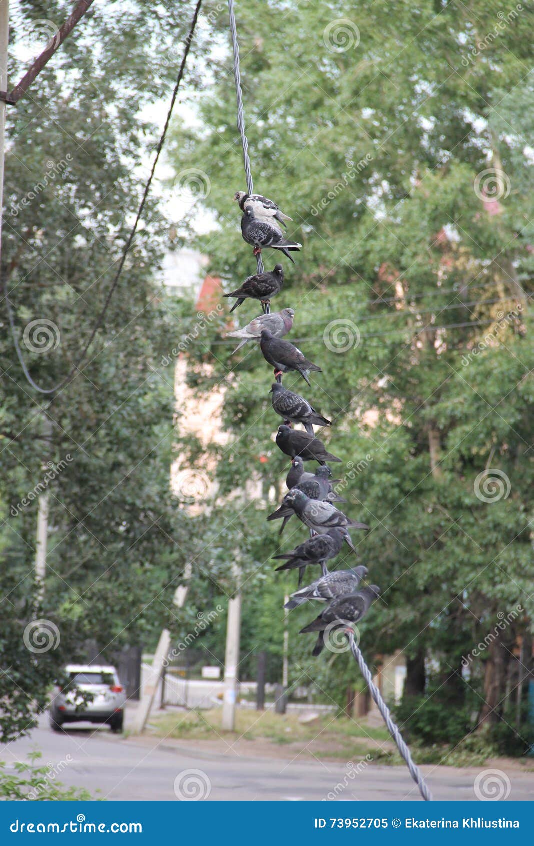 Group of Doves Sitting in a Row on the Wire, and the Rest in the City ...