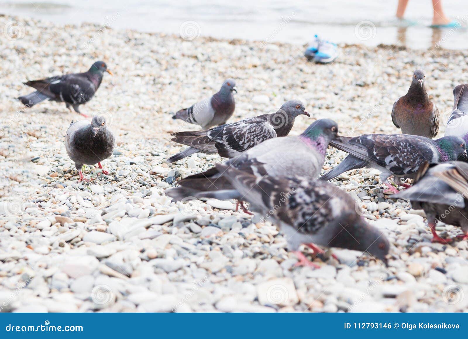 Group Of Doves At The River Royalty-Free Stock Photo | CartoonDealer ...