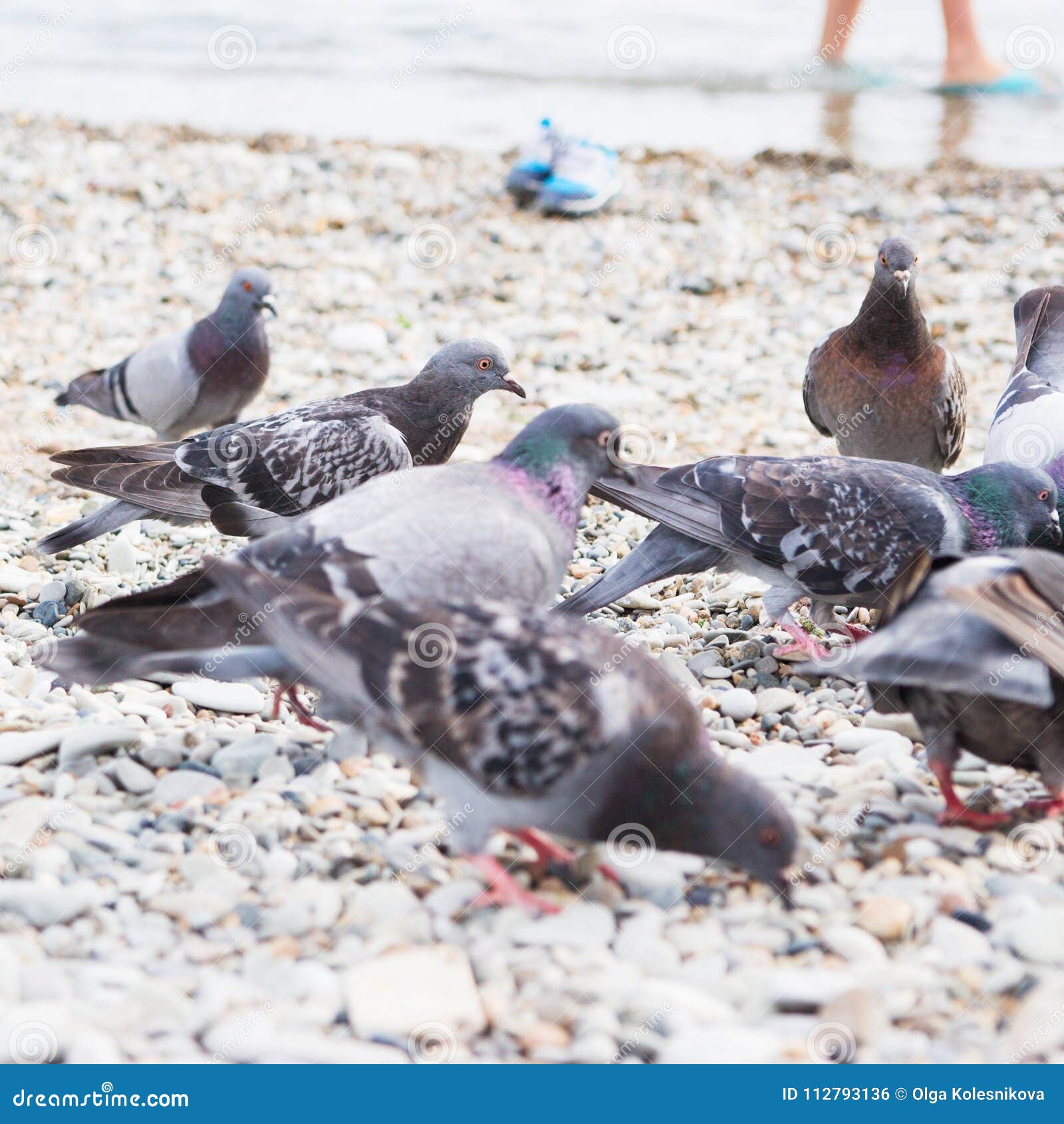 Group Of Doves At The River Royalty-Free Stock Photo | CartoonDealer ...