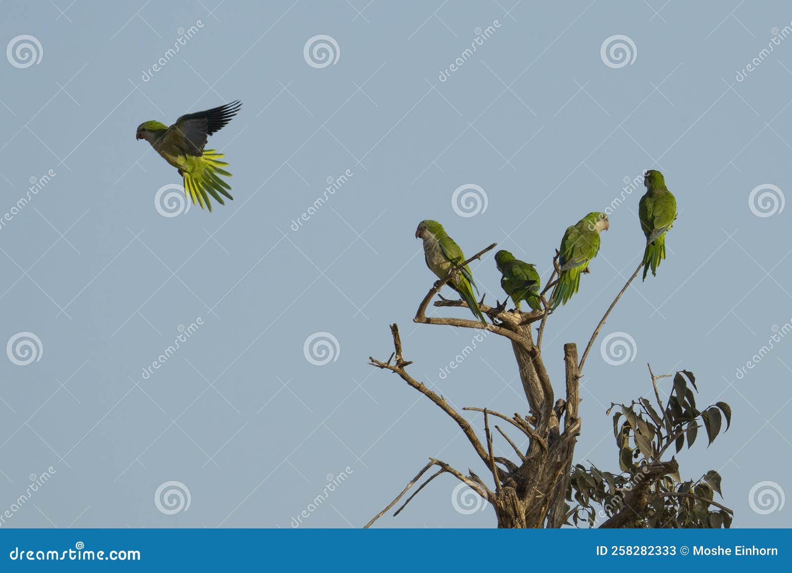 A Group of Drara Parrots stock image. Image of agricultural - 258282333
