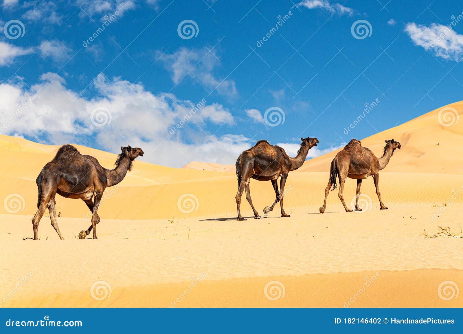Group of Dromedaries in the Omani Rub Al-Chali Desert Stock Photo ...