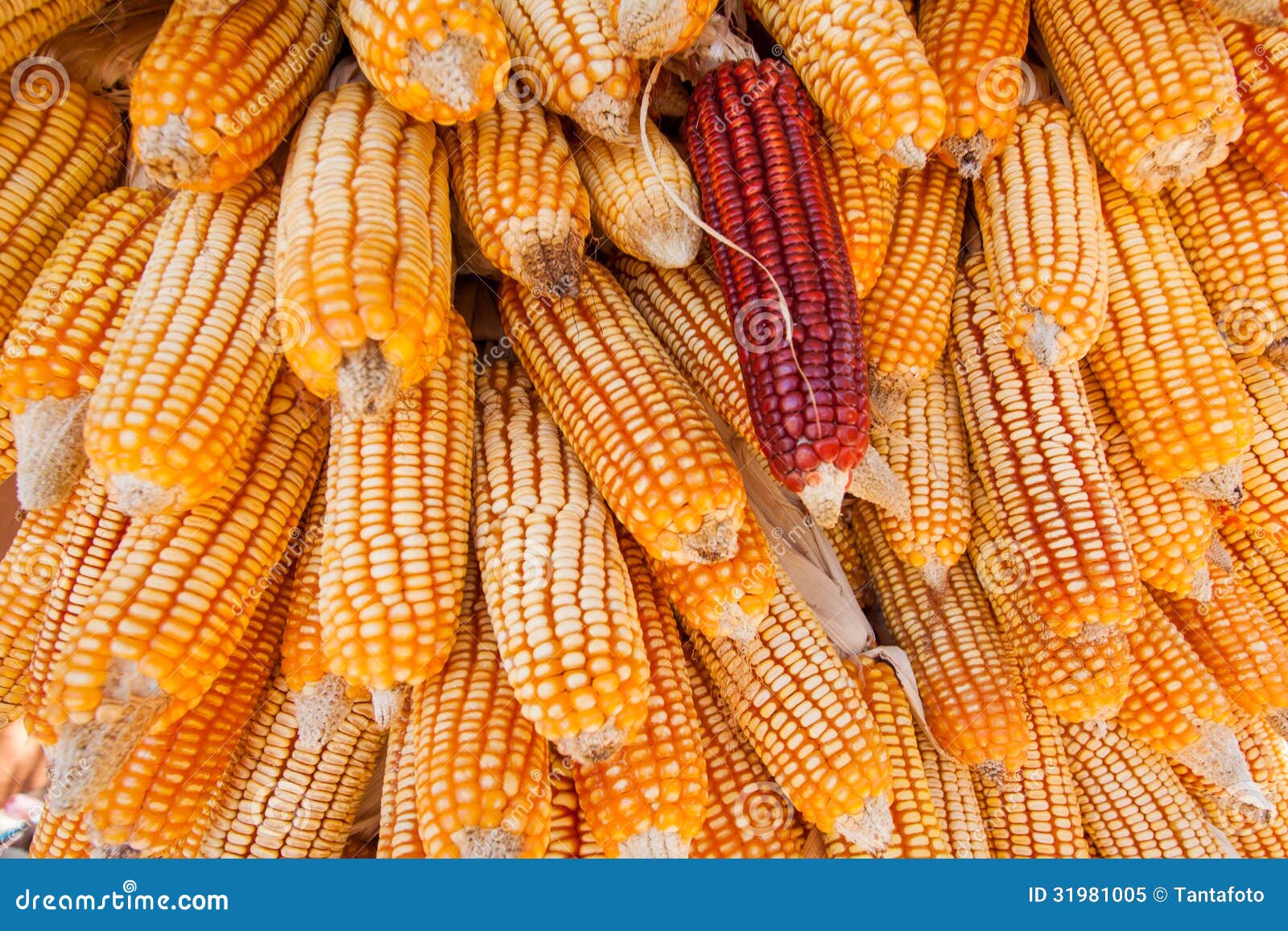 Group of dry corn stock image. Image of growth, color - 31981005