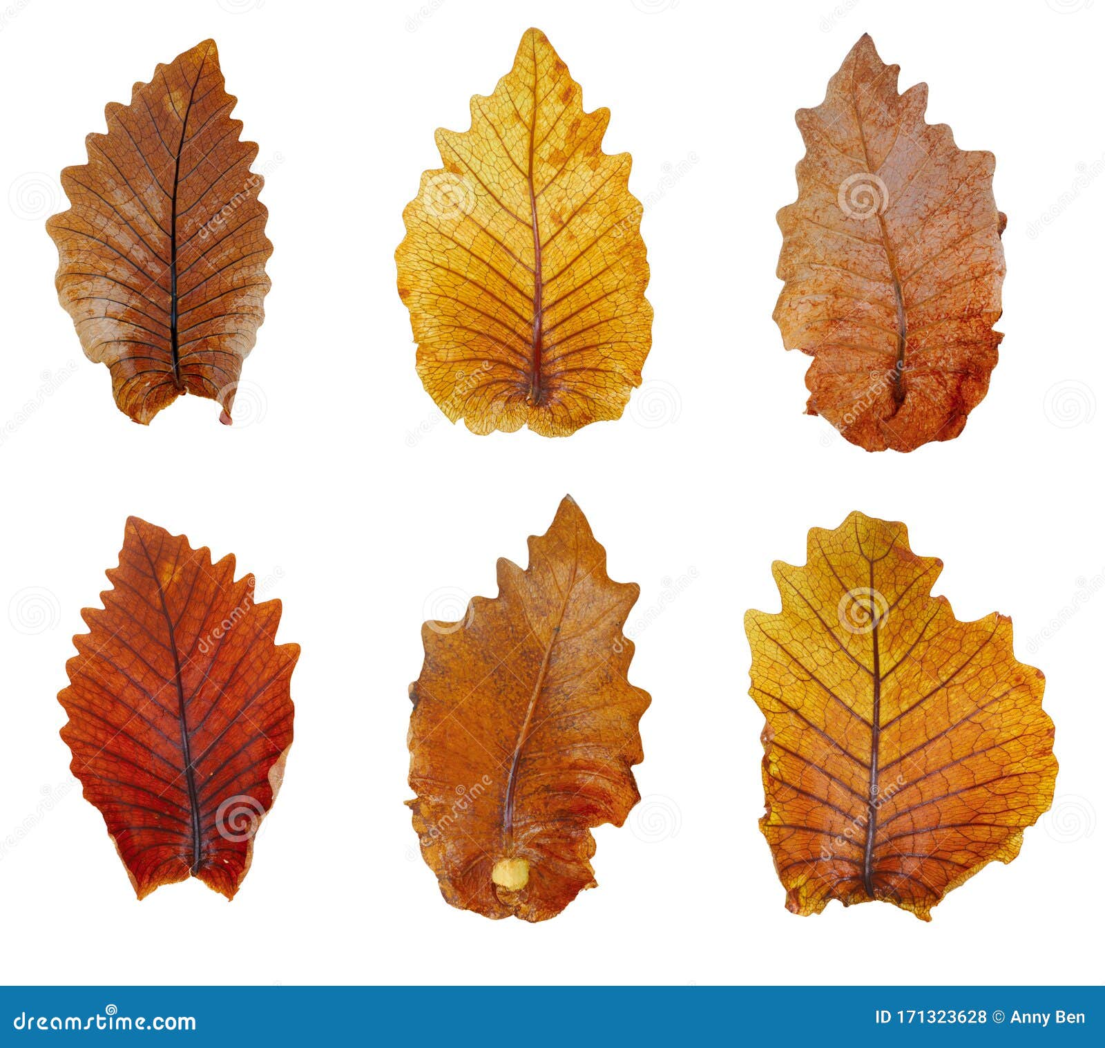 Dry Leaf Or Dead Leaf Isolated On White Background Stock Photo ...