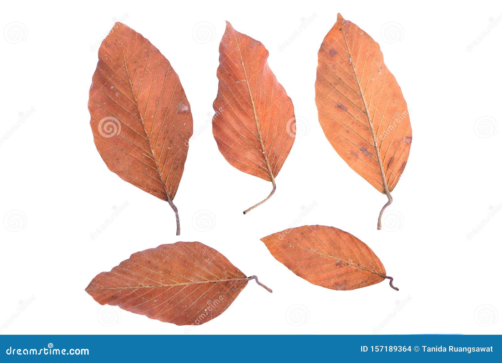 Group of Dry Leaves Isolated on White Background Stock Photo - Image of ...