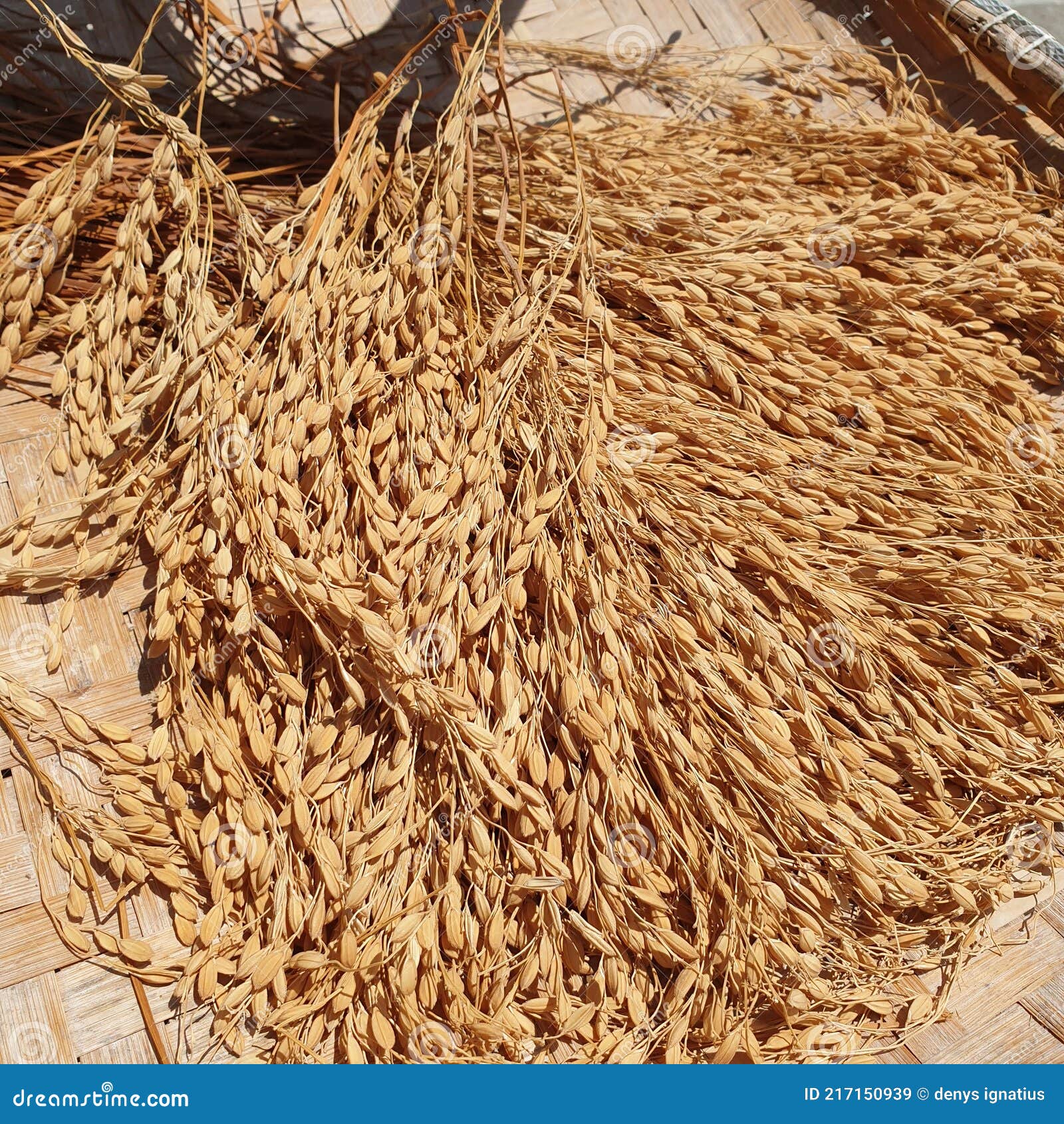 A group of Dry paddy grain stock image. Image of soil - 217150939