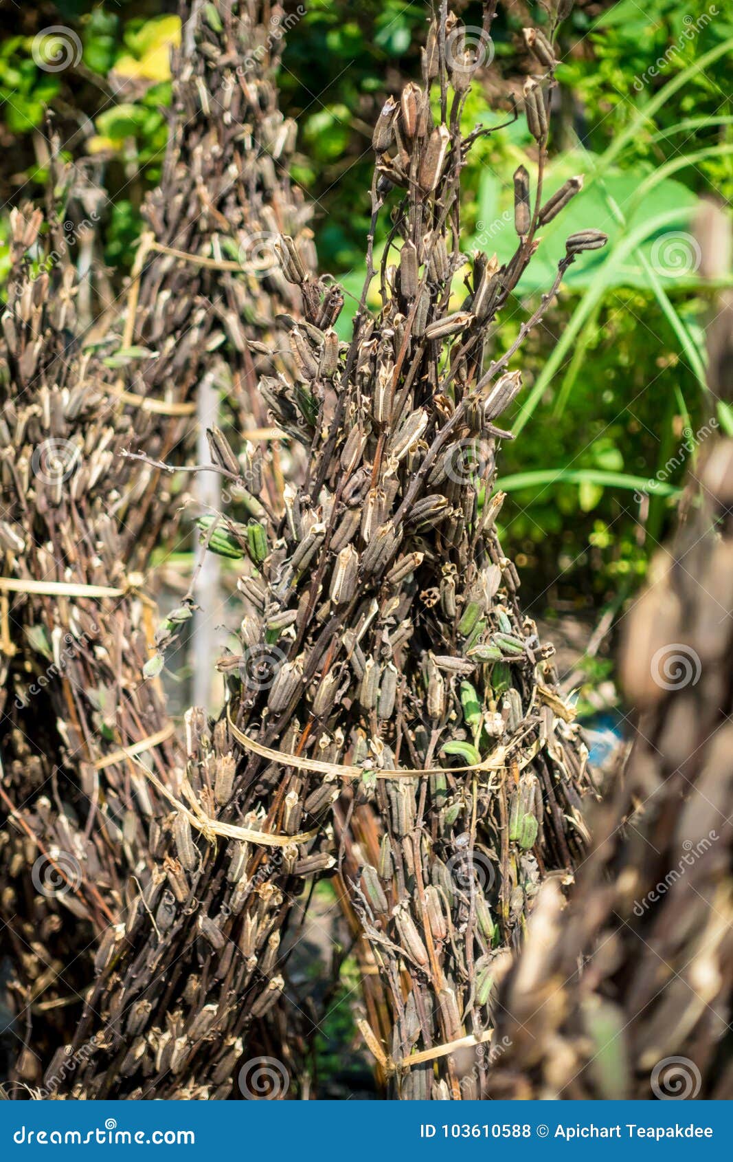 Dry sesame tree stock photo. Image of natural, food - 103610588