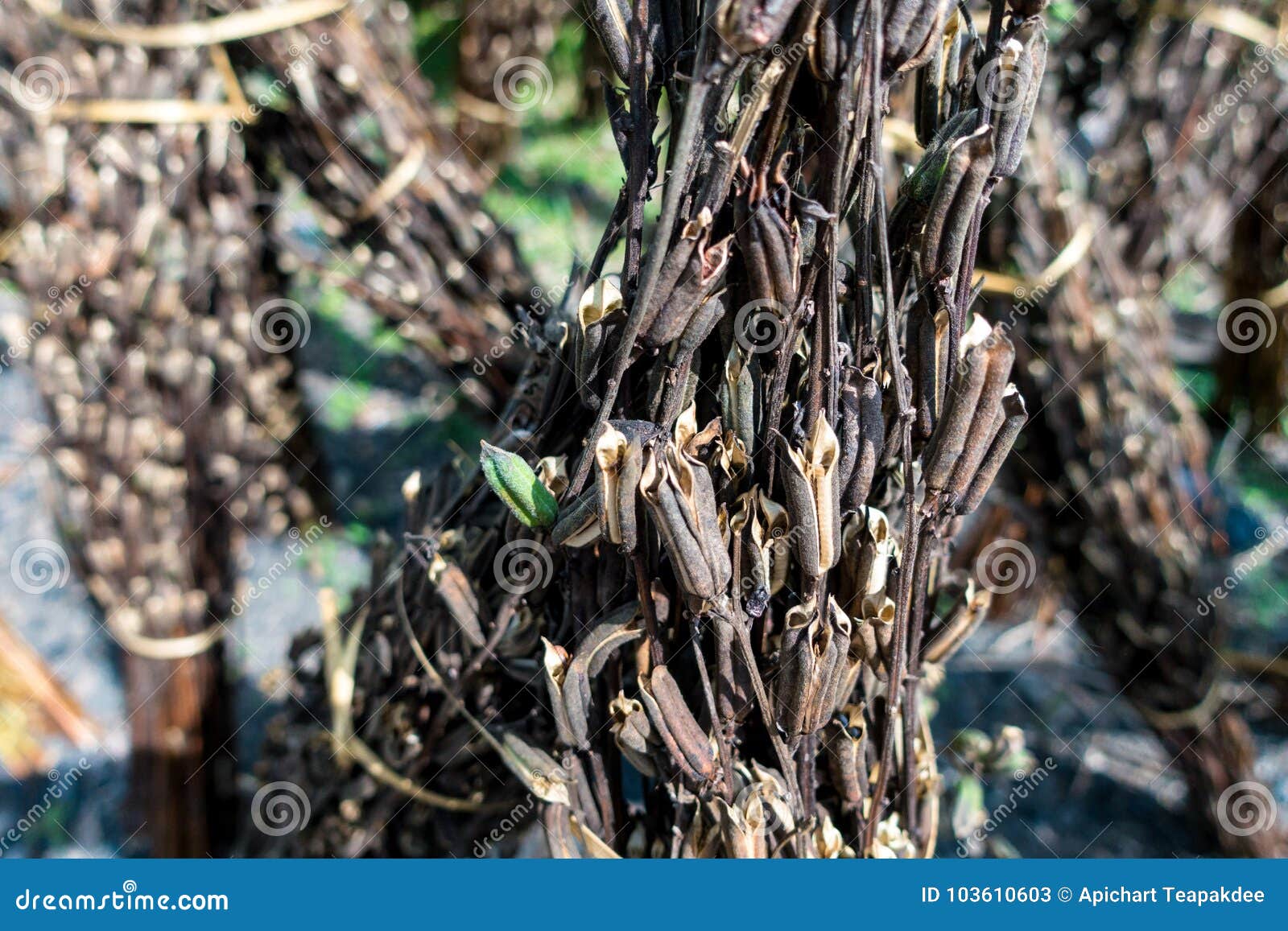 Dry sesame tree stock image. Image of closeup, grow - 103610603