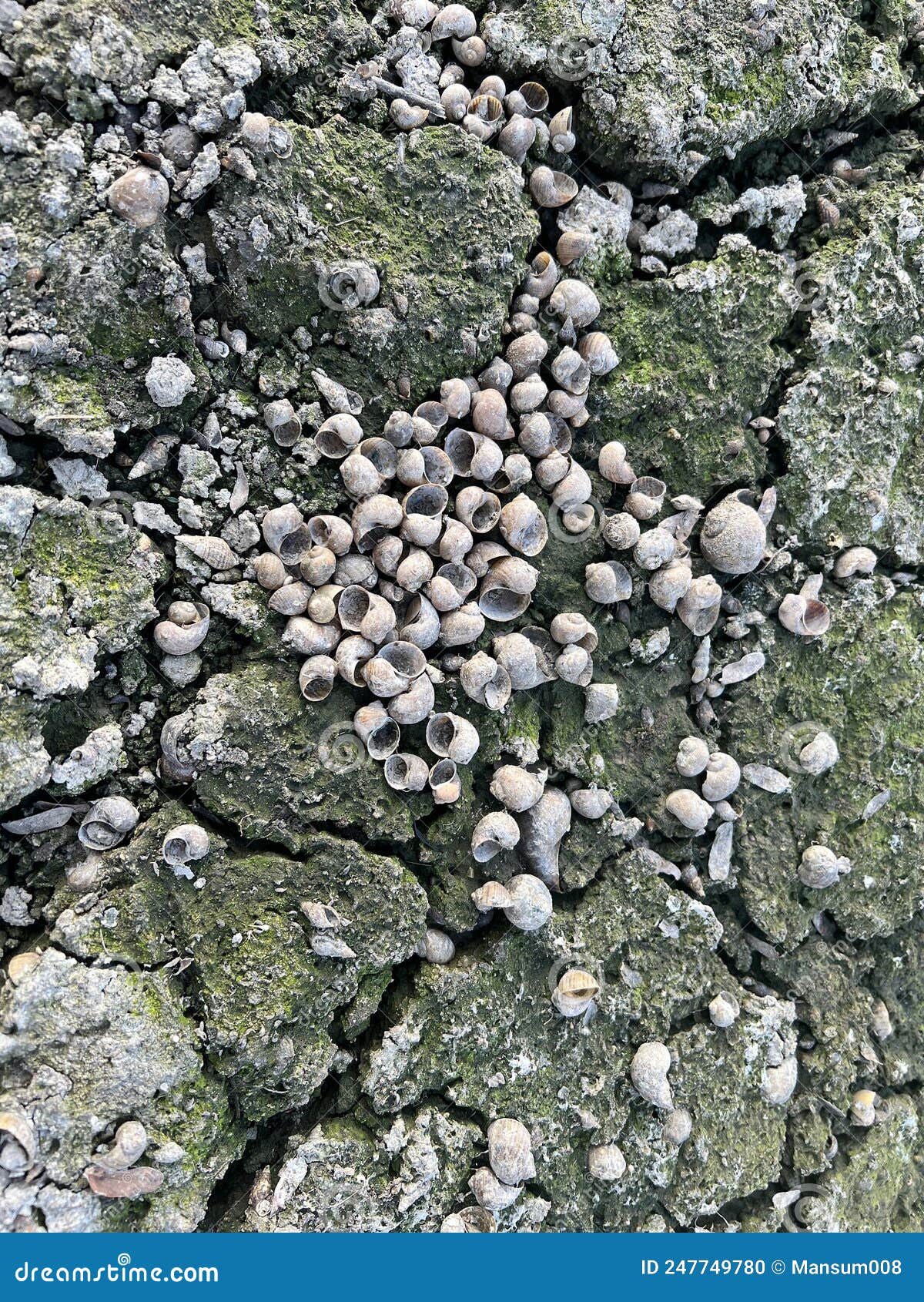 Group Dry Shell on the Ground Stock Photo - Image of detail, grey ...